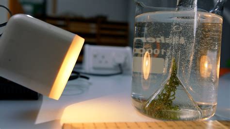 Light Intensity For Photosynthesis