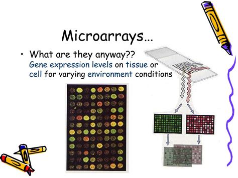 ppt classification of microarray gene expression data using support vector machines svm