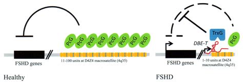 ijms free full text the intertwining of transposable elements and non coding rnas