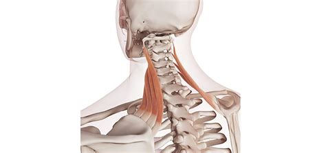 Anatomia Spalla Fatta E Come Funziona Project Invictus