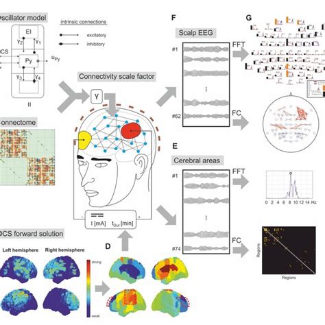network state diagram of the large scale brain network model during download scientific diagram