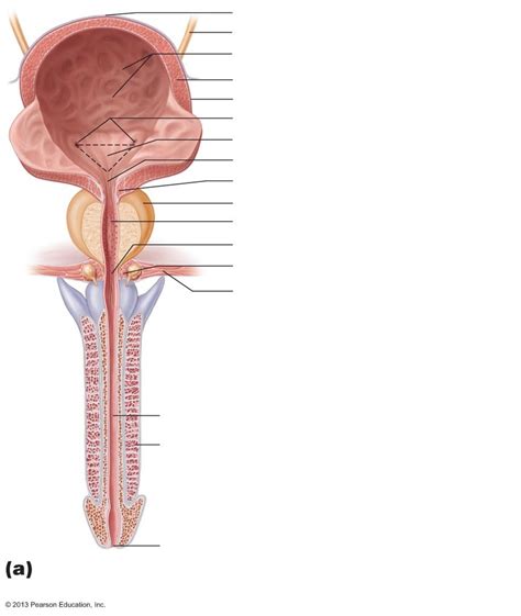 Male Urethra Diagram Diagram Quizlet