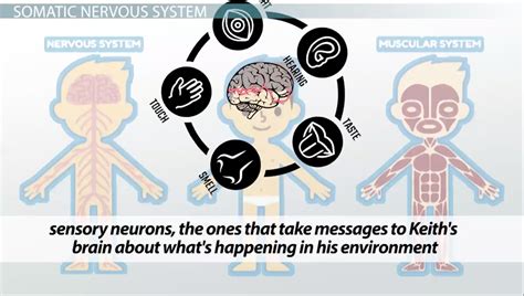 Functions Of The Somatic Autonomic Nervous Systems Video Lesson