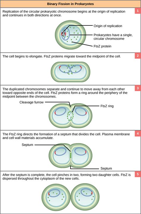 Prokaryotic Cell Division BIO 101 General Biology I Course Hero