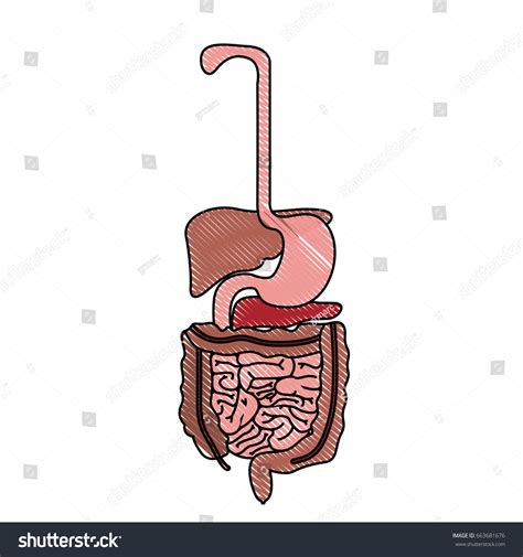 How To Draw Digestive System In Easy Way How To Draw Human Digestive
