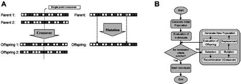 genetic operations and evolutionary cycle a the crossover and download scientific diagram