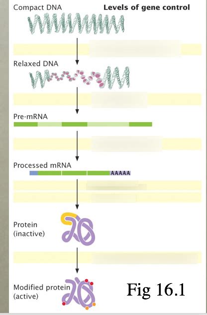 Mechanisms For Regulation Of Gene Expression Diagram Quizlet