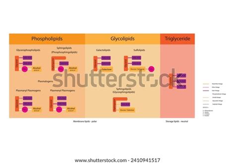 Diagram Showing Classification Lipids Storage Lipids Stock Vector