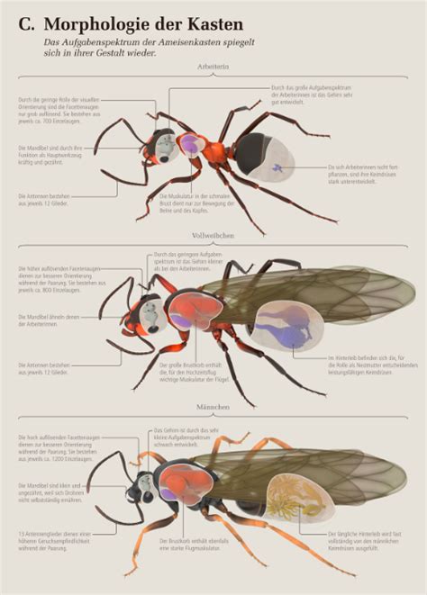 Anatomy Of An Ant Ants Anatomy Ant Insect