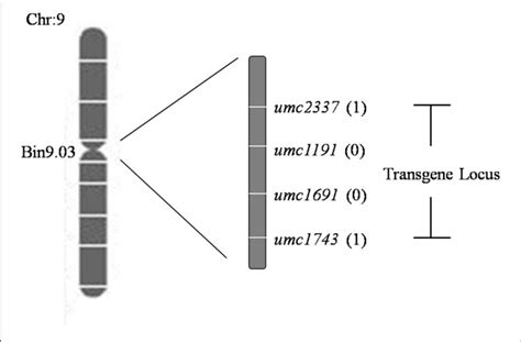 deduced locations of the simple sequence repeat ssr markers and download scientific diagram