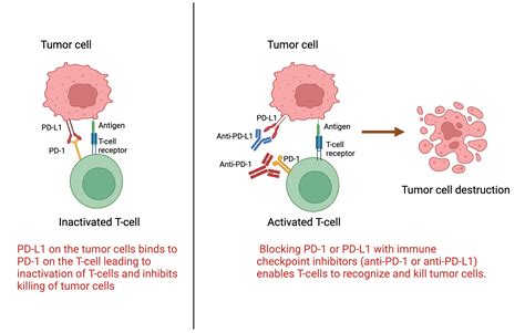 Immune Checkpoint Inhibitors The Cancer News