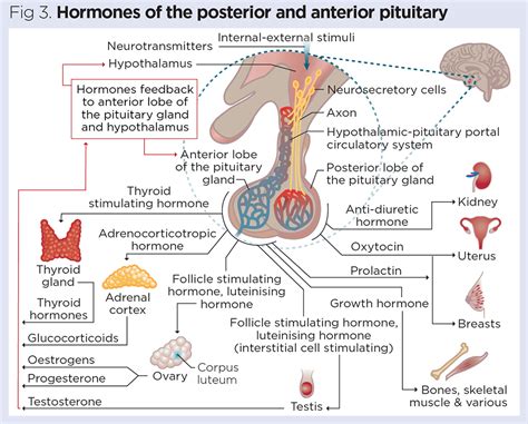 Adrenal Gland Releases What Hormones Nypole