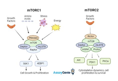 Understanding The MTOR Signaling Pathway A Key Player In Cell Growth