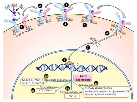 IL 22 Signaling Pathway For Expression Of Acute Phase Response