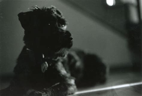 Bailey Molly Baker Flickr
