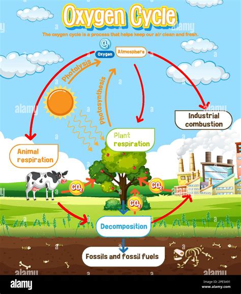 Oxygen Cycle