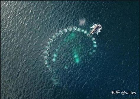 第四弹——鲸鱼优化算法 知乎