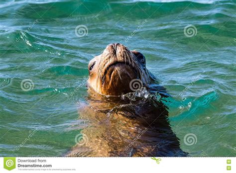 Portrait Of A Fur Seal Cape Katiki Point New Zealand Stock
