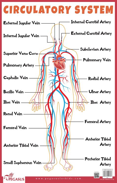 Buy Circulatory System Thick Laminated Primary Chart Wall Chart 1