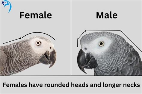 Male Vs Female African Grey What Is The Difference