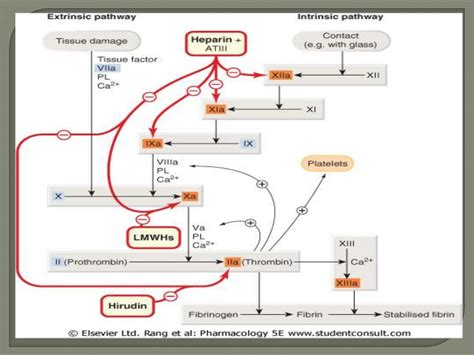 Coagulation Pathway