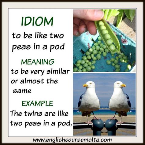 What Is Two Peas In A Pod Meaning Things Meaning