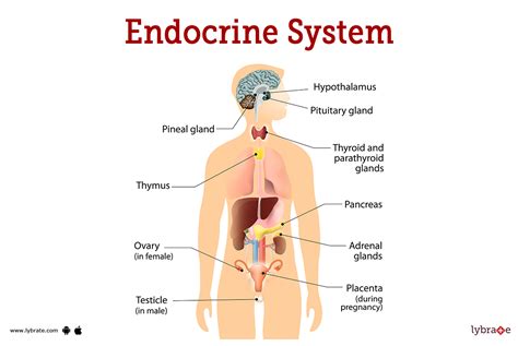 Anatomy Of The Endocrine System Parts Of The Body 40 OFF