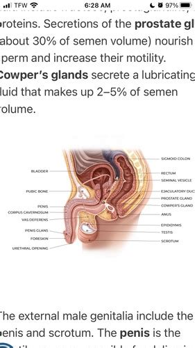 Reproductive System Flashcards Quizlet