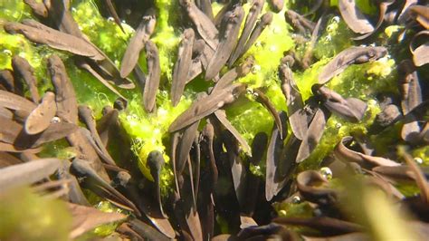 Tadpole Movie Youtube