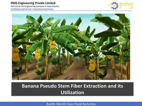 banana pseudostem extraction and utilization pptx