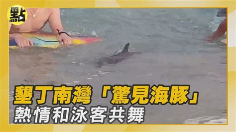 點新聞墾丁南灣驚見海豚熱情和泳客共舞 疑為脫隊小朋友 YouTube