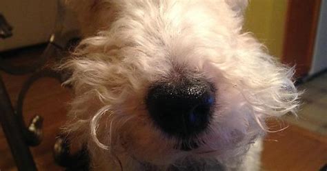 How Can I Say No To A Face Like This Imgur