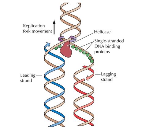 Diagram Of How Dna Replication Occurs