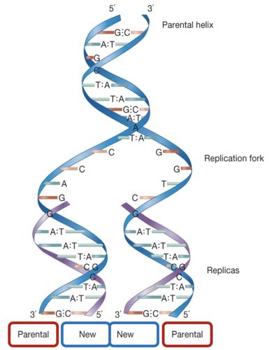 Lecture 12 DNA Replication Flashcards Quizlet