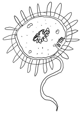 Prokaryotes And Eukaryotes Bio HL1 Diagram Quizlet