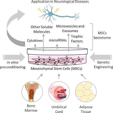 Frontiers Current Status Of Mesenchymal Stem Stromal Cells For