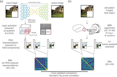 self supervised dnn and evc fmri activity a self supervised deep neural network for image