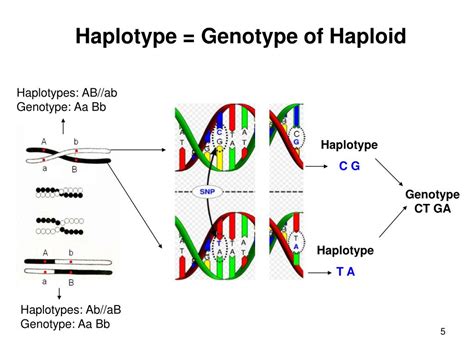 ppt haplotyping algorithm powerpoint presentation free download id 3815660