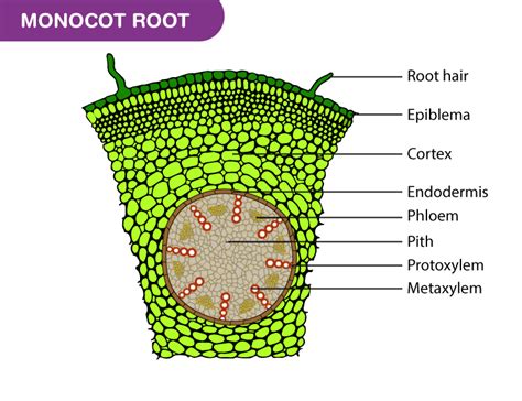 Cross Section Of Monocot Root