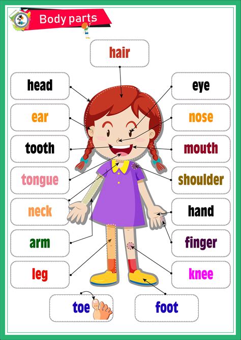 Inglés 2º grado Álvarez Thomas My body