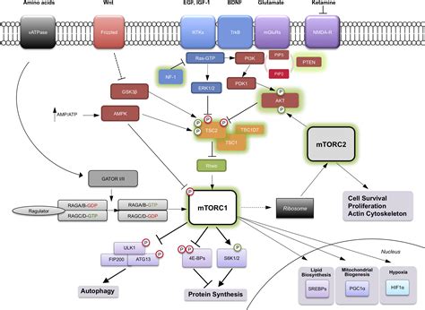 The Neurology Of MTOR Neuron