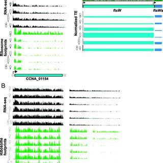 Three Examples Of Diverse Modes Of Translational Regulation Cell Cycle