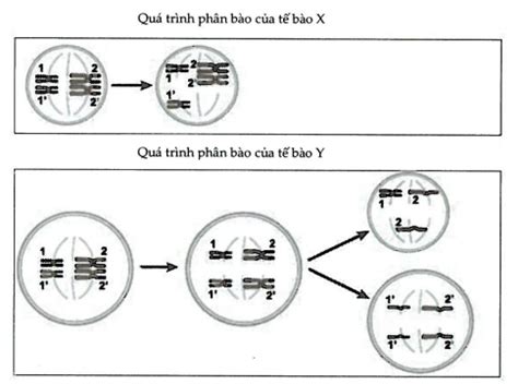 Quan sát quá trình phân bào của một tế bào sinh tinh và một tế bào sinh