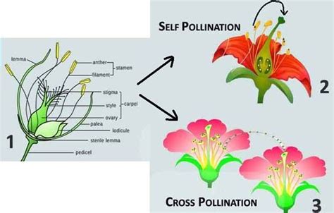 pin by vasumi bishnoi on pollination pollination pie chart plants