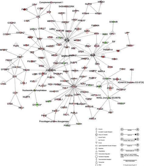 biological interaction networks with central genes ingenuity pathway download scientific