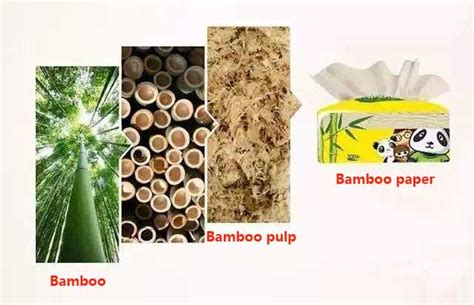 Bamboo Pulping And Papermaking The Efficient Use Of Bamboo Fiber