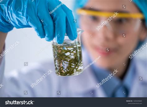 96 Microalgae Fuel Images Stock Photos Vectors Shutterstock