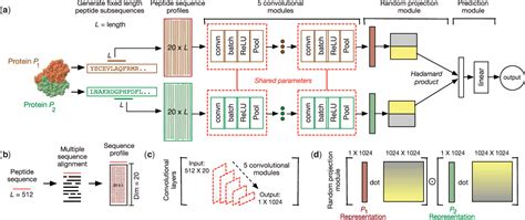 figure 1 from predicting protein‐protein interactions through sequence‐based deep learning