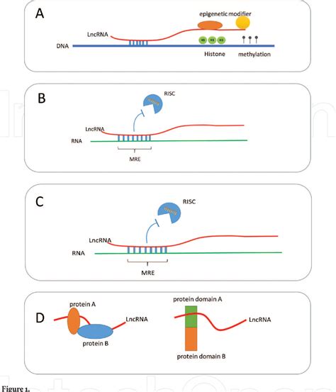 [pdf] the role of long noncoding rnas in gene expression regulation semantic scholar
