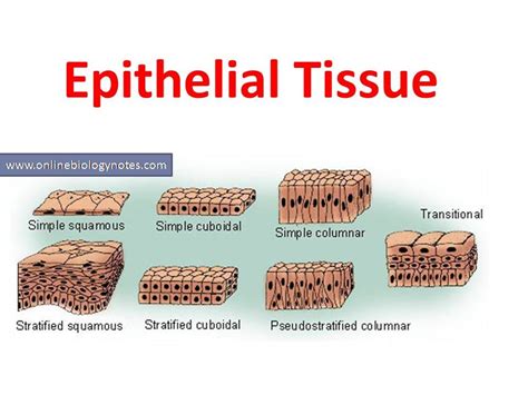 epithelial tissue characteristics and classification scheme and types online biology notes